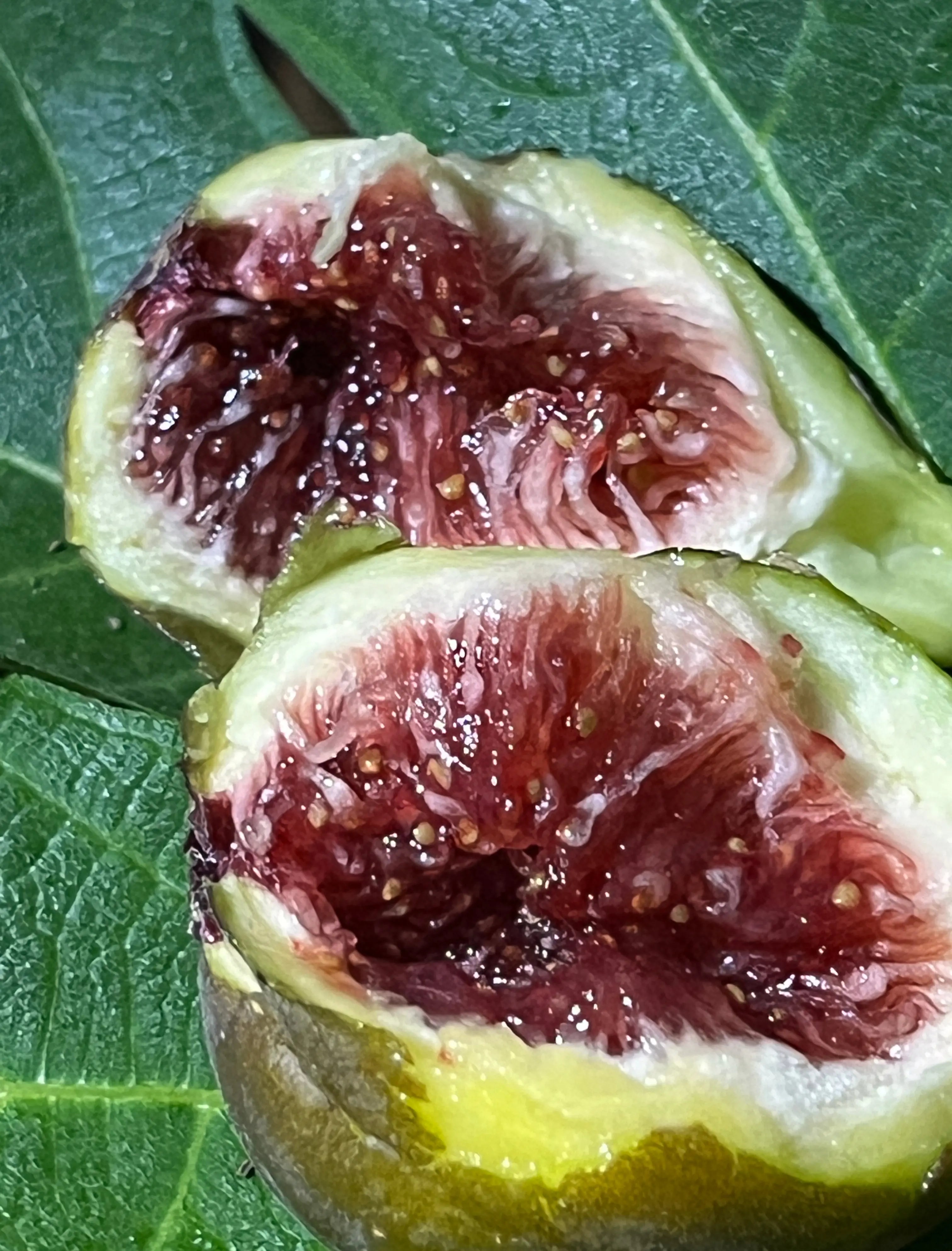 Figs