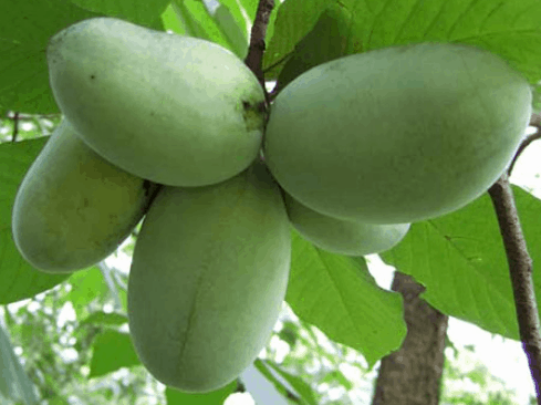 Ultra Select Trees For Sale