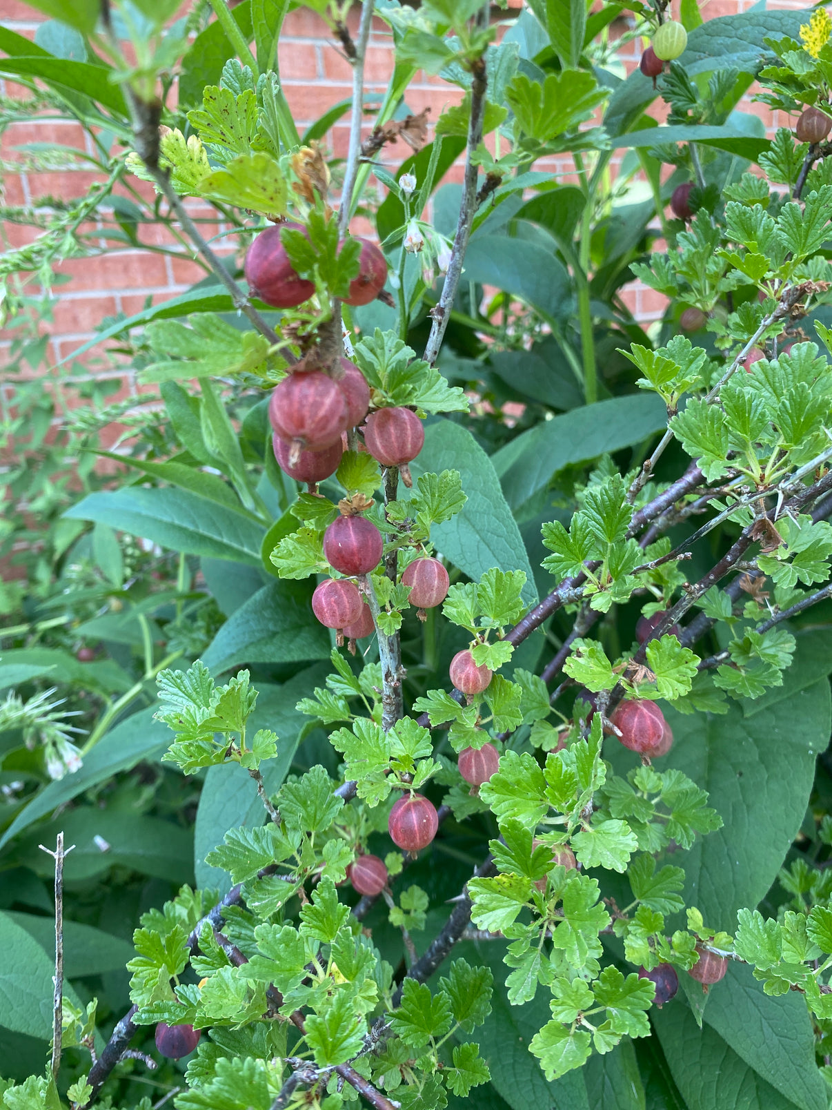 Gooseberry Cuttings - Naturally Grown