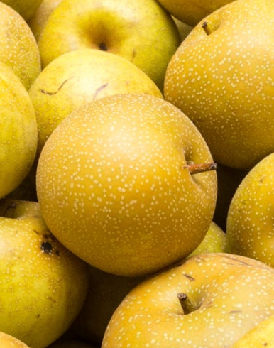 Kosui Asian Pear Trees For Sale | Peaceful Heritage Nursery