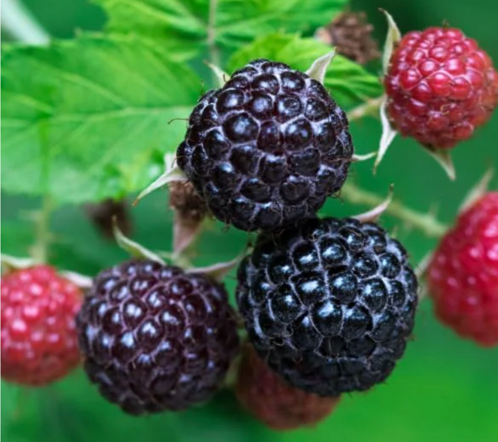 Tahi Black Raspberry Plants | Peaceful Heritage Nursery