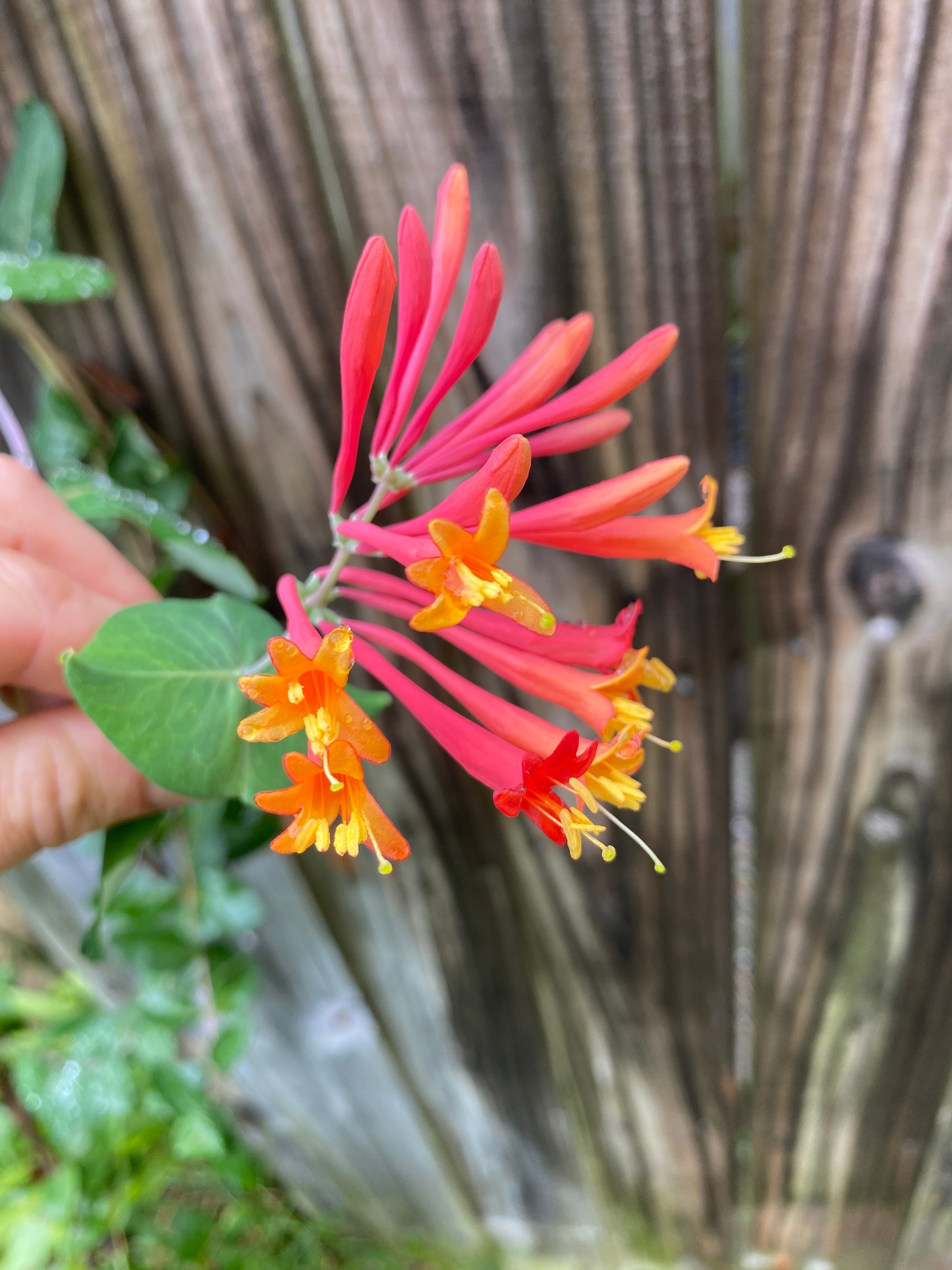 Coral Honeysuckle Plants (Lonicera sempervirens) | Peaceful Heritage ...